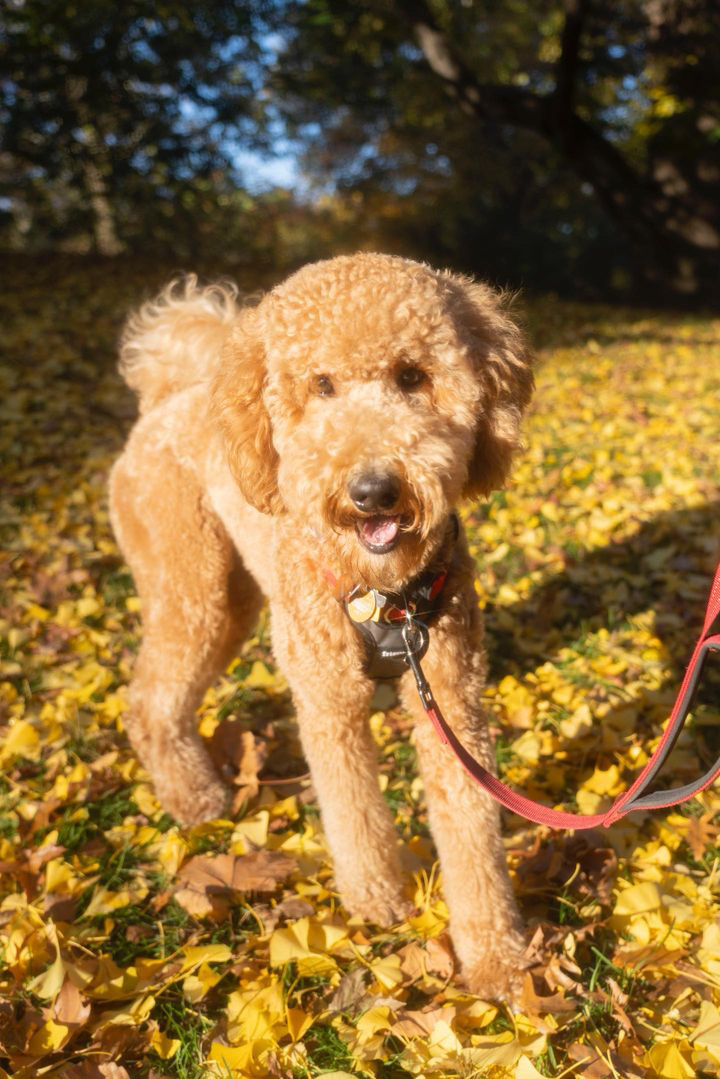 Luna Laguna – Animal Haven